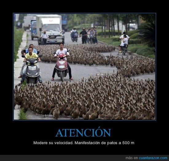 patitos - Meme subido por yo-yo-yo :) Memedroid