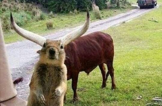 Photobomb level: antlers - Meme by barney224 :) Memedroid