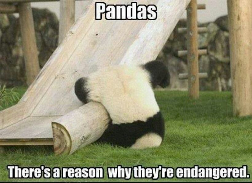 Padas Memes Know Your Meme Indonesia Unofficial Source: Xhttps ...