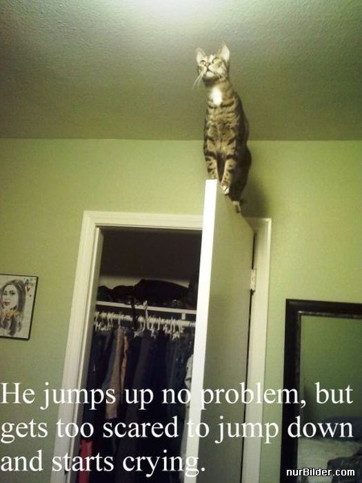 No Problem Cat Meme