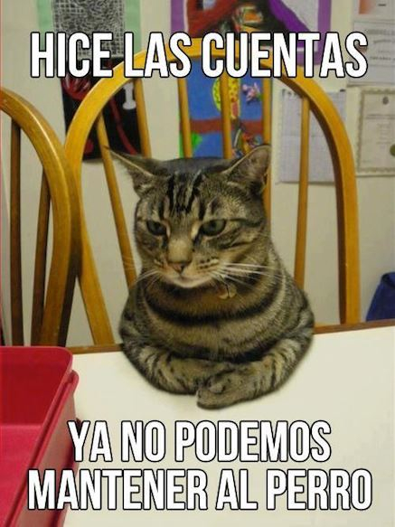El gato responsable - Meme subido por Pablitoclabito2 :) Memedroid