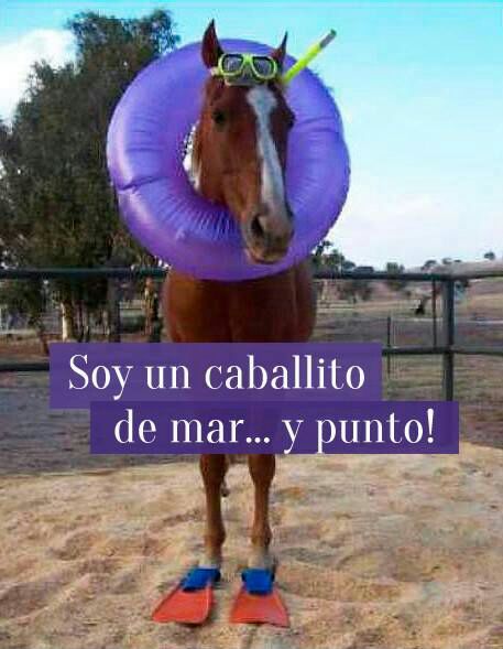 caballito de mar - Meme subido por pmiralles :) Memedroid
