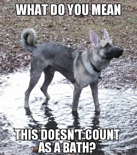 Shepard - Meme by nynjapr0 :) Memedroid