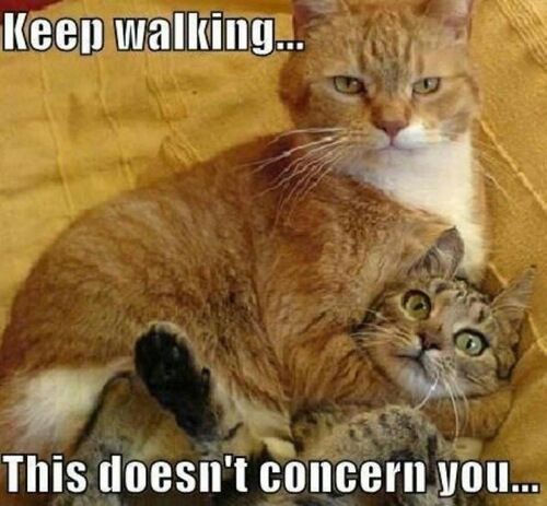 Cat Strutting Meme
