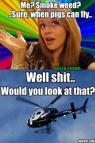 pigs flying - Meme by marytoke420 :) Memedroid