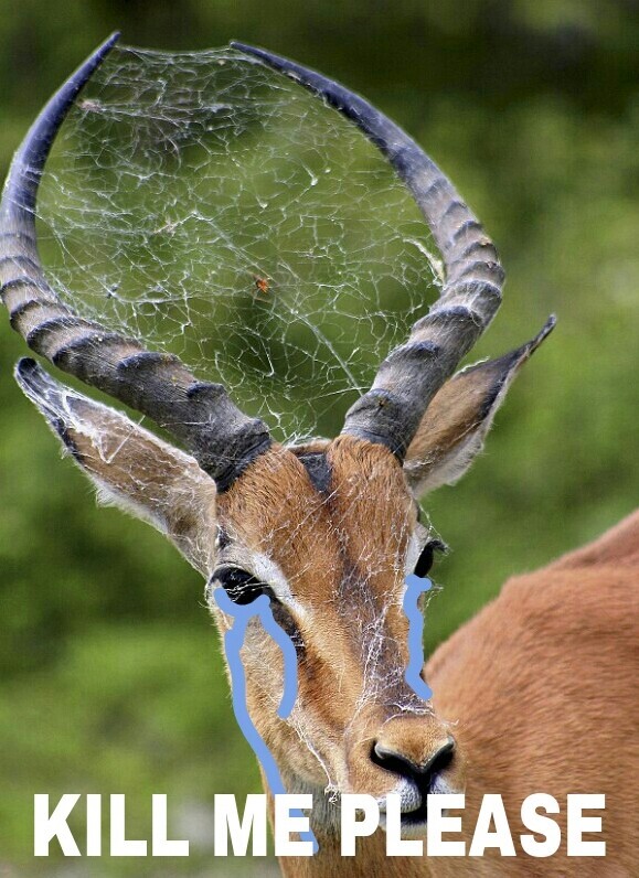 And i set fiiiiiiiiiiire.... to the antelope.... Sorry :( - Meme subido ...