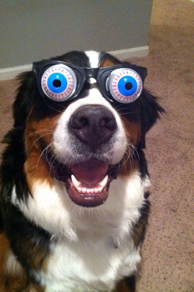 el perro ojos saltones - Meme subido por 116 :) Memedroid