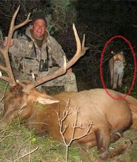 ese ciervo es mio perra - Meme subido por hielo_x :) Memedroid