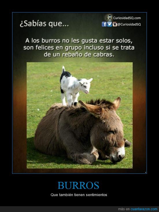 Burros - Meme subido por PedroRincon :) Memedroid
