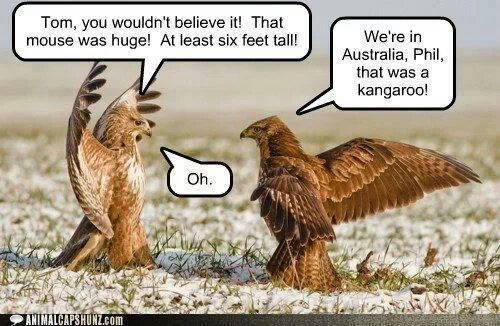 kangaroo - Meme by madisongor :) Memedroid