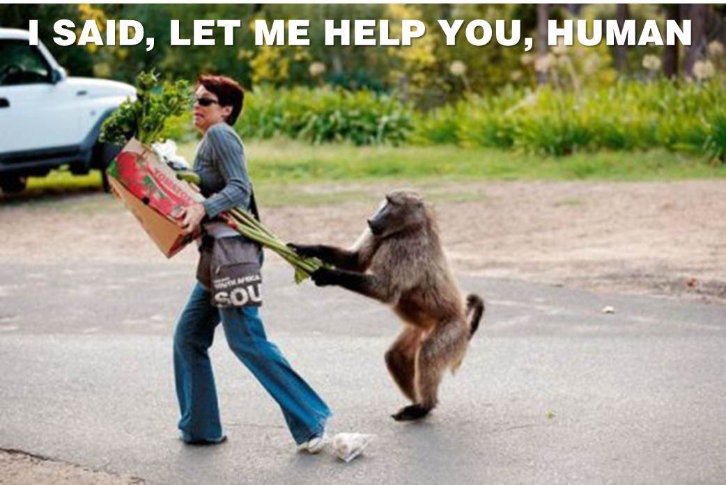 Polite monkey - Meme by RevesIwas :) Memedroid