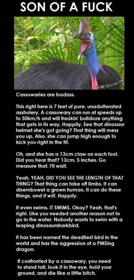 Cassowaries are metal - Meme by zemuffinman :) Memedroid