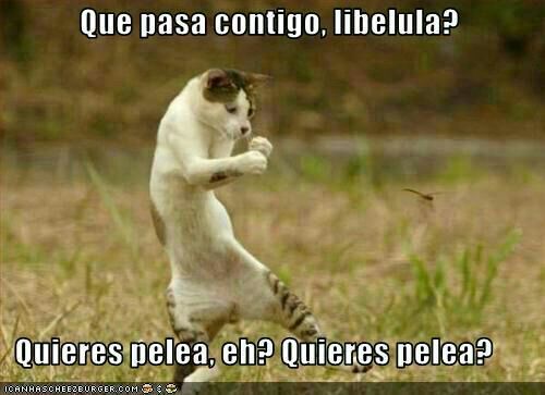 pelea pelea - Meme subido por basketdaniel29 :) Memedroid