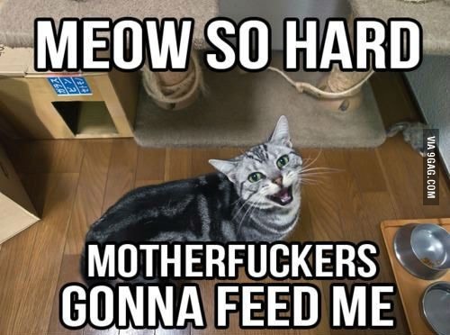 meow meow motherf***er! - Meme by Sallebror :) Memedroid
