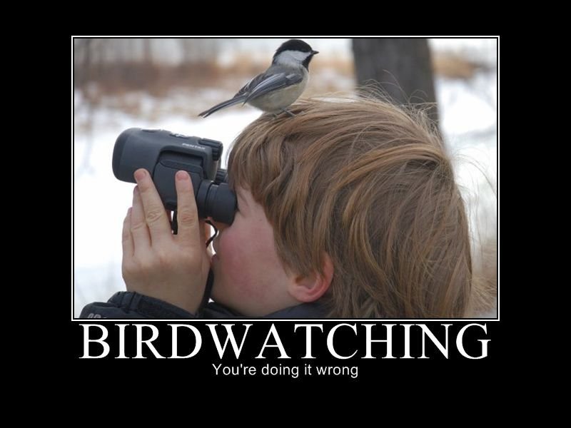 birdwatching... - Meme by PontusBlue :) Memedroid