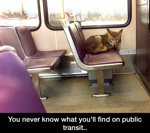 What did the coyote say? - Meme subido por soydolphin :) Memedroid