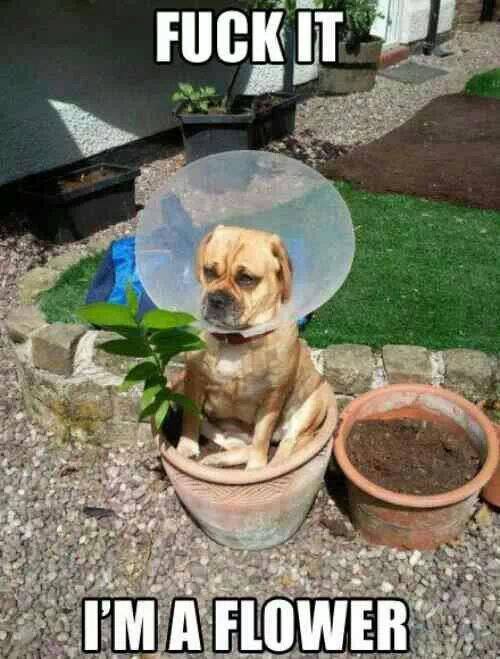 Might as well - Meme by reconbyfire19 :) Memedroid