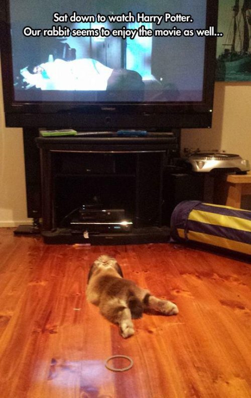 Bunny wabbit - Meme by CaptainEnglish :) Memedroid