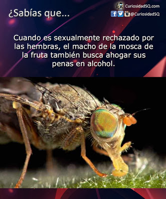 Moscas - Meme subido por proalbodicto :) Memedroid