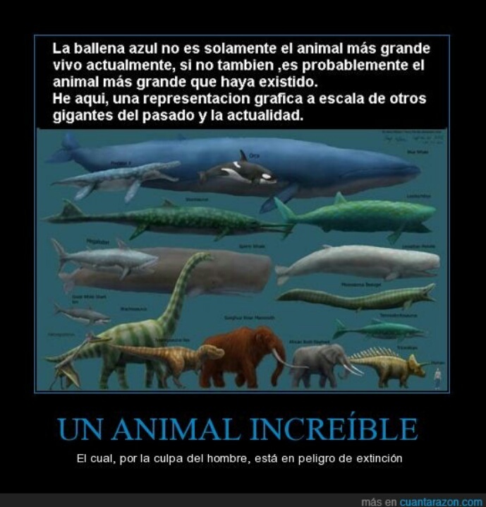 La ballena azúl - Meme subido por TheBluePig :) Memedroid