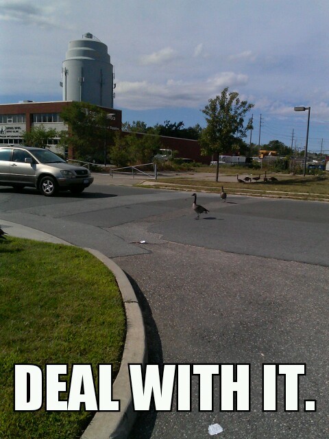 canadian geese are everywhere... - Meme by Lady_Derp :) Memedroid