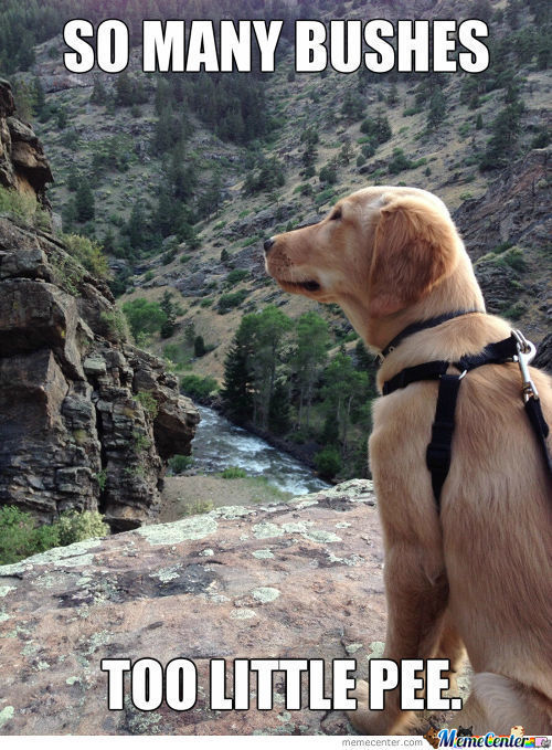 Pea dog pea - Meme by Blooigle :) Memedroid