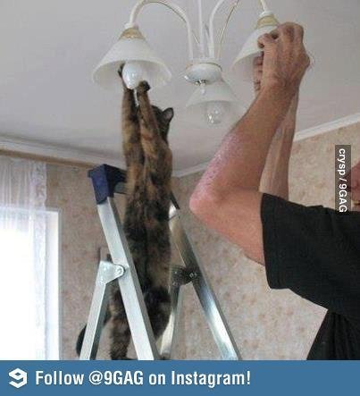 helpful cat - Meme by 2shows :) Memedroid