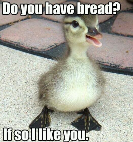 quack - Meme by jai173701 :) Memedroid