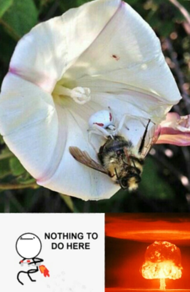 nope nope nope dope nope nope nope dope nope nope nope - Meme by ...