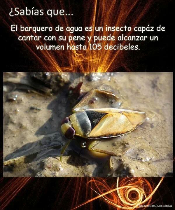 hombres aprendan de este insecto jajajaj - Meme subido por betsyoagosto ...