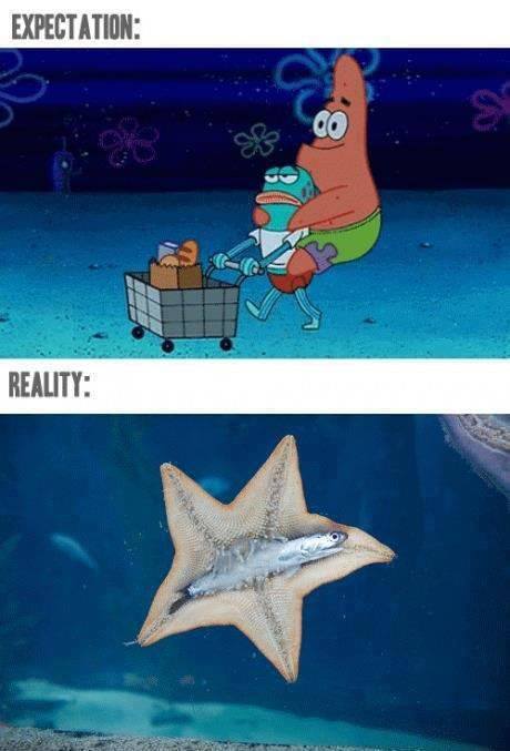Patrick the starfish - Meme subido por fridayjoe13 :) Memedroid