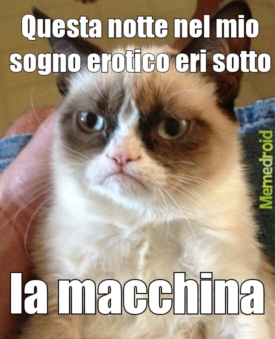 Gatto Cattivo Memes Miagolii Dei Gatti: Significati E Curiosità