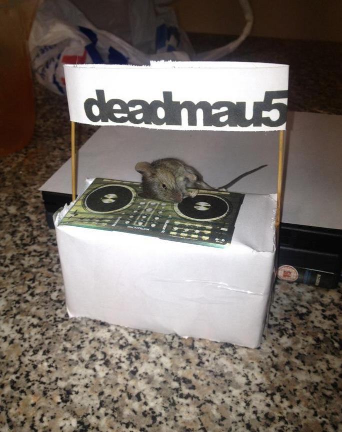 Dead Mice Memes Dead Rat Funny Rat Close Isolated Stock Photo