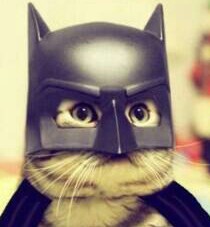 batcat to the rescue - Meme by jacobhsnn :) Memedroid