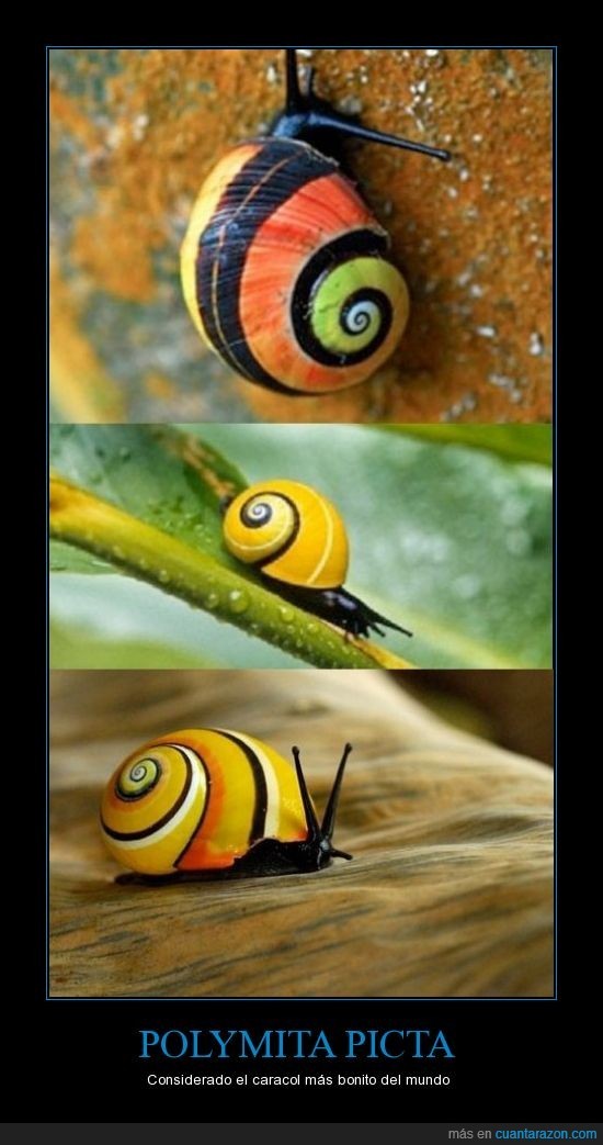 caracoles - Meme subido por pitiabelon :) Memedroid