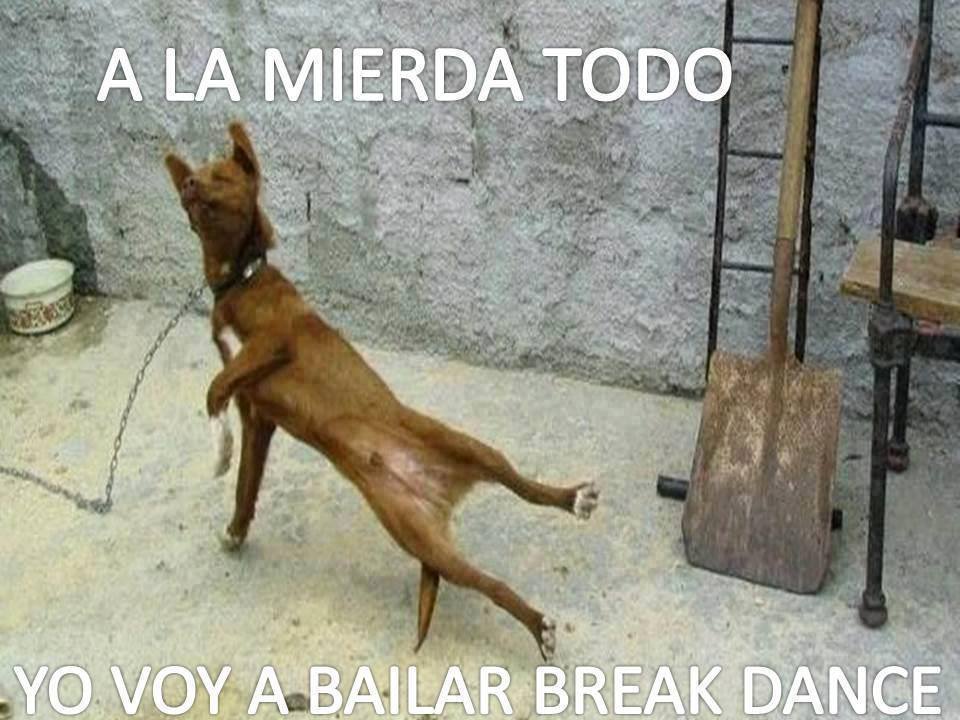 pobre perro :( aunque me cague de risa con esto xD - Meme subido por ...
