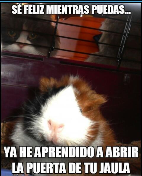 pobre cuyo - Meme subido por amina :) Memedroid