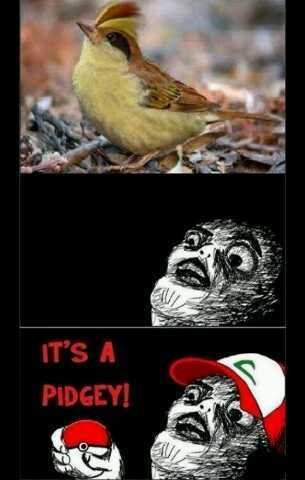 Pidgey - Meme subido por tomi.gabriel1 :) Memedroid