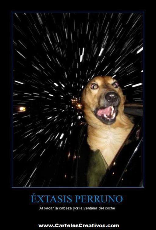 un extacis perruno - Meme subido por ernestolol :) Memedroid