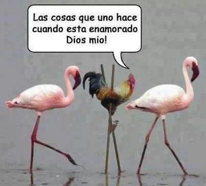 gallo enamorado - Meme by stuart48 :) Memedroid
