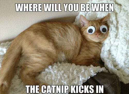 That catnip - Meme subido por soydolphin :) Memedroid
