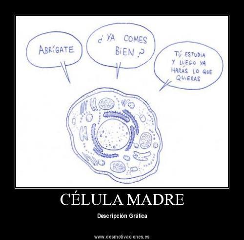 células madre ;D - Meme subido por luc.diaz.bueno :) Memedroid