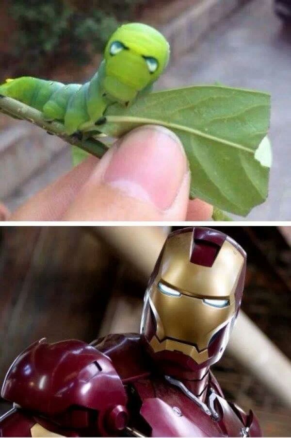Caterpie + IronMan - Meme by Xprint :) Memedroid
