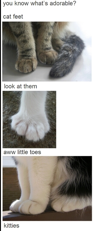 CAT FEET (: - Meme by avilezdanny10 :) Memedroid
