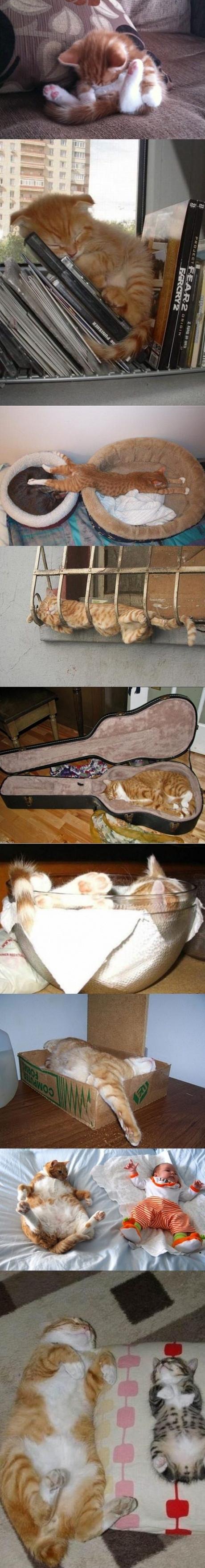 Kitteh - Meme by ddT4757 :) Memedroid