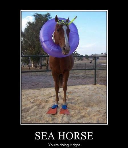 Water Horse Memes
