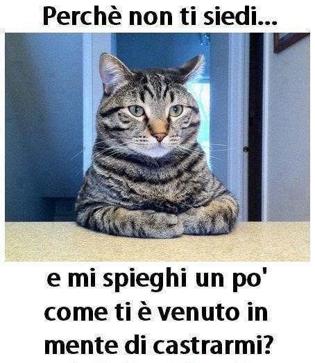gatti - Meme by michelemazza18 :) Memedroid