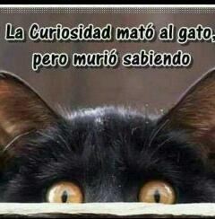 gato curioso