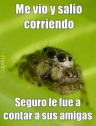 Arañita - Meme by matiiladiez.mt :) Memedroid