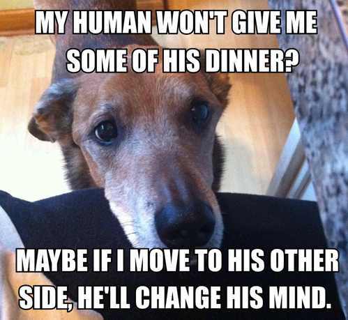 Their secret weapon is the big pleading brown eyes! - Meme by ...